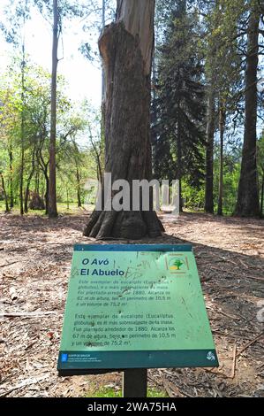Souto de Retorta or Eucaliptal de Chavin Natural Monument. Landro river ...