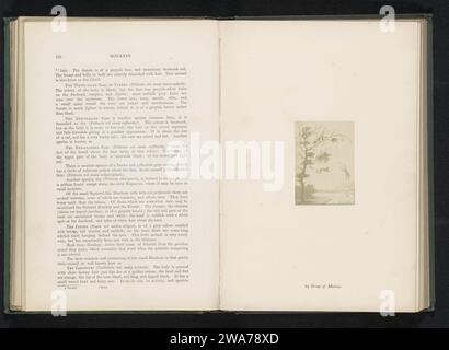 Photo production of a drawing of a group of monkeys in a tree; Group of ...