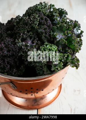 Fresh leaves of a German kale variety called Lippischer Braunkohl or ...