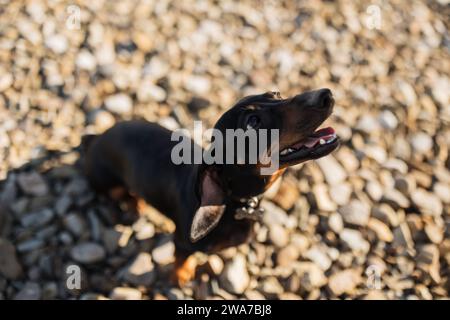 Dog performing command and eating from owner s hand outdoors Stock ...