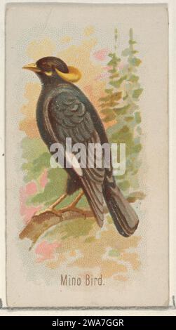 Mino Bird, from the Song Birds of the World series (N23) for Allen ...