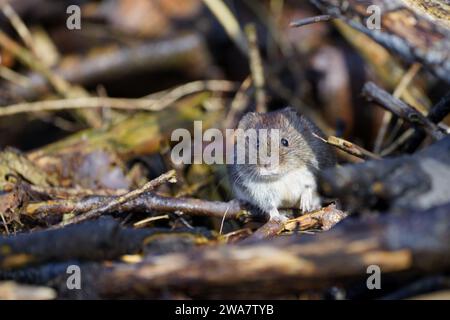 vole in action hidden in woodpile Stock Photo - Alamy