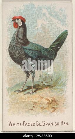 White-Faced Black Spanish Cock, from the Prize and Game Chickens series ...