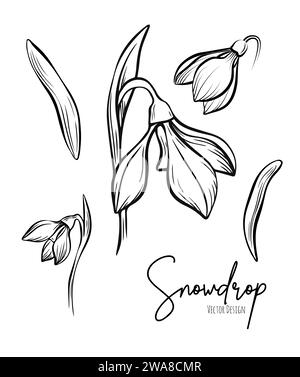 Snowdrop flowers bouquet, black and white line drawing. Simple cartoon ...