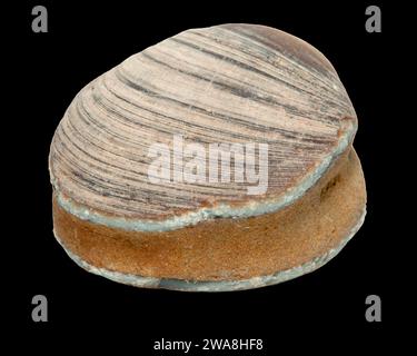 Shell fossil, Newport, Oregon Stock Photo - Alamy