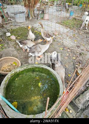 a couple of greylag geese in the caged fence Stock Photo - Alamy