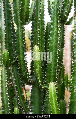 Tall Cactus. Group of big cacti plant Stock Photo - Alamy