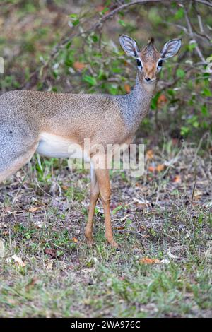 Kirkdikdik (Madoqua kirki) Masai Mara Kenya Stock Photo - Alamy