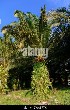 SABANA DE LA MAR, DOMINICAN REPUBLIC - DECEMBER 7, 2018: Several simple ...