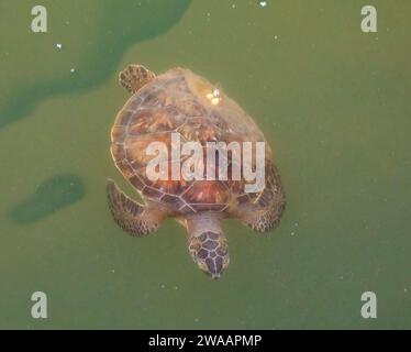 Green turtle (Chelonia mydas), with barnacles and divers, Wakatobi Dive ...