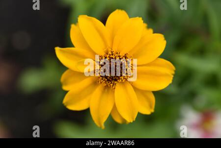 Bright cynia flowers in a summer garden close up Stock Photo - Alamy