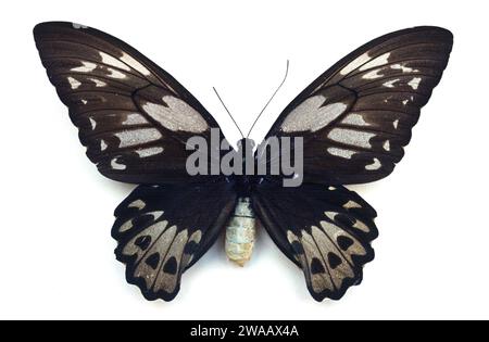 Priam's birdwing (Ornithoptera priamus impensis) is a butterfly native ...