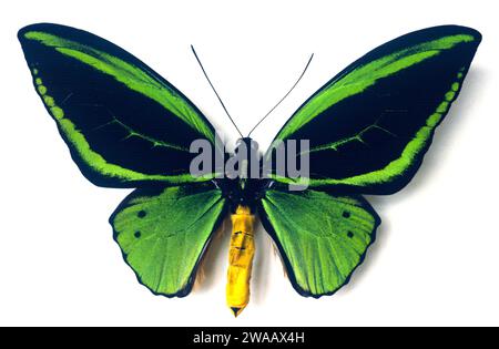 Priam's birdwing (Ornithoptera priamus priamus) is a butterfly native ...