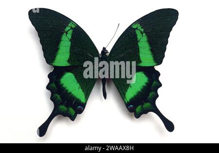 Emerald Swallowtail (Papilio palinurus), native to the Philippine ...