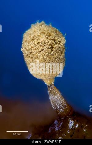 Sporocarp of the slime mold Trichia sp. Growing from wood of Acer sp ...