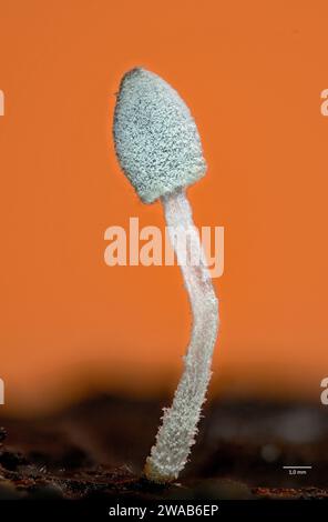 Very young sporocarp (fruiting body) of an unidentified mushroom ...