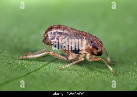 Palm planthopper or datebug (Asarcopus palmarum). An insect that feeds ...