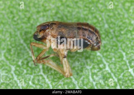 Palm planthopper or datebug (Asarcopus palmarum). An insect that feeds ...