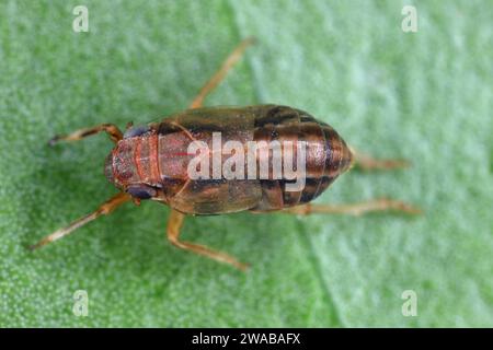 Palm planthopper or datebug (Asarcopus palmarum). An insect that feeds ...
