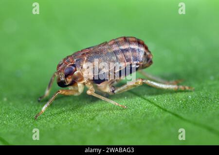 Palm planthopper or datebug (Asarcopus palmarum). An insect that feeds ...