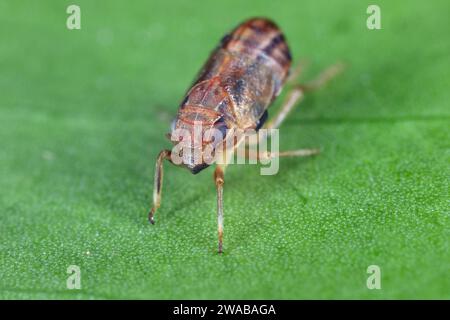 Palm planthopper or datebug (Asarcopus palmarum). An insect that feeds ...