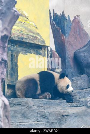 Chongqing. 3rd Jan, 2024. Giant panda Qiao Yue eats a carrot at Locajoy animal theme park in ...