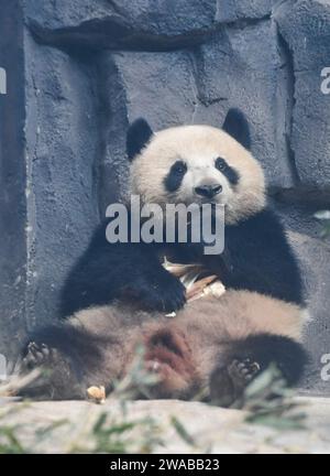 Chongqing. 3rd Jan, 2024. Giant panda Qiao Yue eats a carrot at Locajoy animal theme park in ...