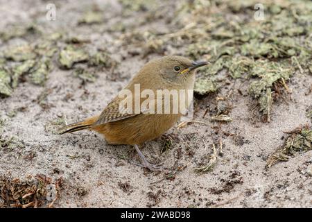 Cobbs Wren, Troglodytes cobbi, fledgling bird, rare endemic species ...