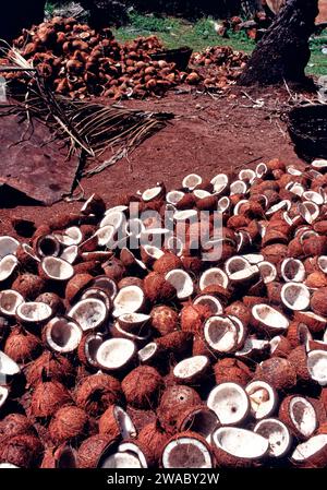 Copra from the coconut tree (Cocos nucifera) Sri Lanka bags and a heap ...