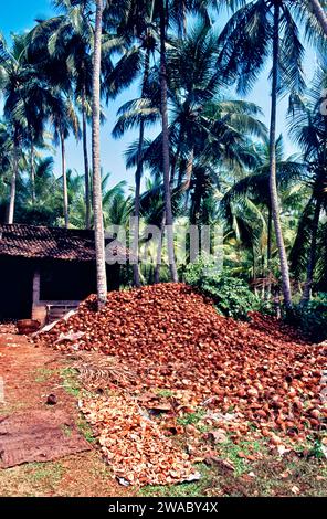 Copra from the coconut tree (Cocos nucifera) man sorting through a heap ...
