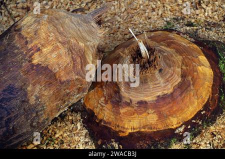 Hourglass eaten by a beaver Stock Photo - Alamy