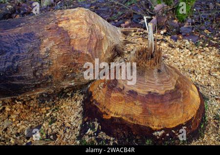 Hourglass eaten by a beaver Stock Photo - Alamy