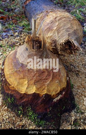 Hourglass eaten by a beaver Stock Photo - Alamy