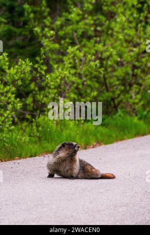 Adorable Marmot in Banff National Park, Alberta Canada Stock Photo - Alamy