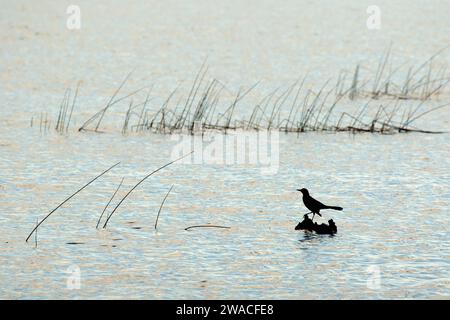 Grackle silhouette, Ritch Grissom Memorial Wetlands at Viera, Florida ...
