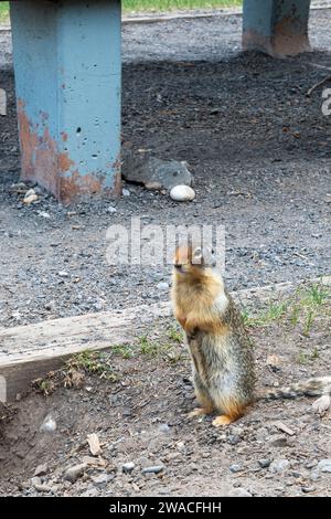 Adorable Ground Squirrel at Picnic Area, Banff National Park, Alberta ...