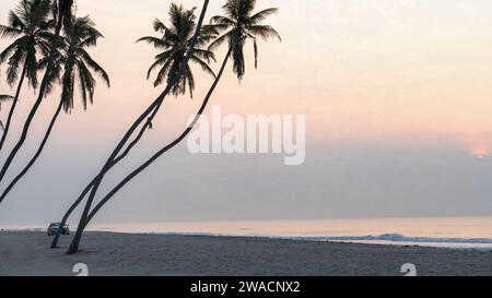 many coconut trees at gorgeous al haffa beach in salalah during sunrise ...