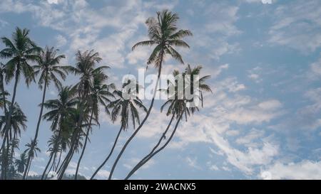 many coconut trees at gorgeous al haffa beach in salalah during sunrise ...