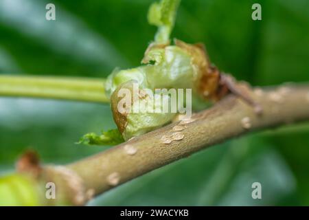 mulberry shoot sprouting from the stem Stock Photo - Alamy