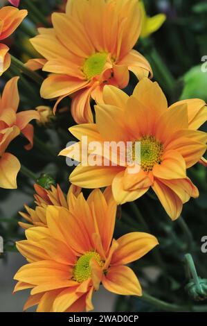 Close-up of an arrangement of several orange lilies Stock Photo - Alamy