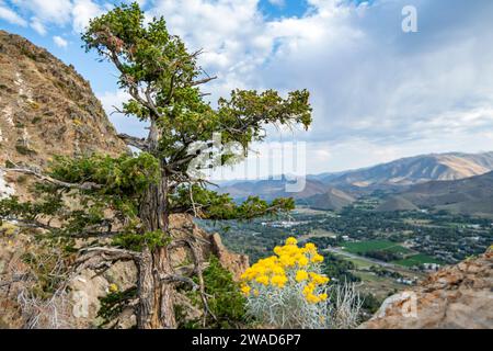 USA, Idaho, Hailey, Wildflowers and tree along Carbonate Mountain trail ...