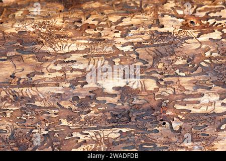 Feeding galleries of the spruce bark beetle (Ips typographus L.) under ...