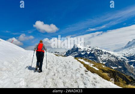 Scene with hikers walking along the alpine paths of the Bachalpsee Lake ...