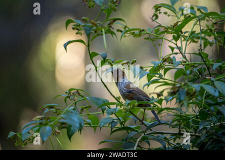 Taiwan barwing endemic bird of Taiwan perched on a branch Stock Photo ...