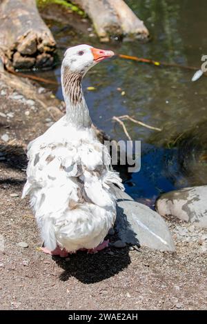 The Sebastopol is a breed of domestic goose, descended from the ...