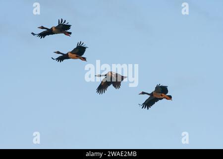 A flock of Magpie Geese (Anseranas semipalmata) in flight, Fogg Dam ...