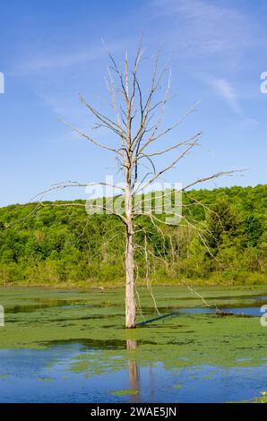 The Little Brokenstraw Creek Wetlands in Warren County, Pennsylvania ...