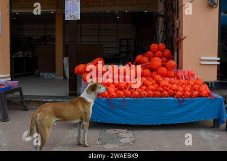 A dog waits outside a shop selling plastic gada at Bhakti Path in ...