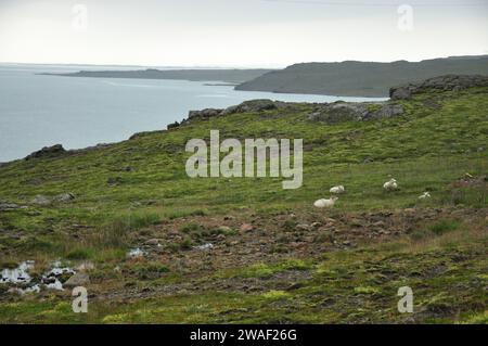 Group of Icelandic sheep captured in a their natural habitat in Iceland ...