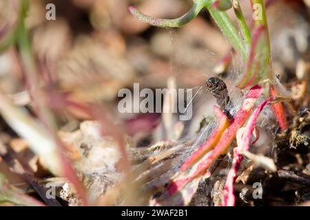 Dusky groundling caterpillar (Aroga velocella Stock Photo - Alamy
